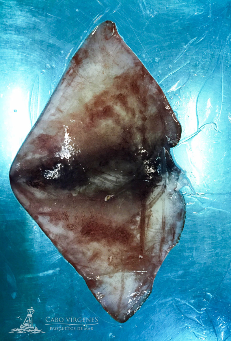 Pota de Perú, o potón del Pacífico - Cabo Vírgenes