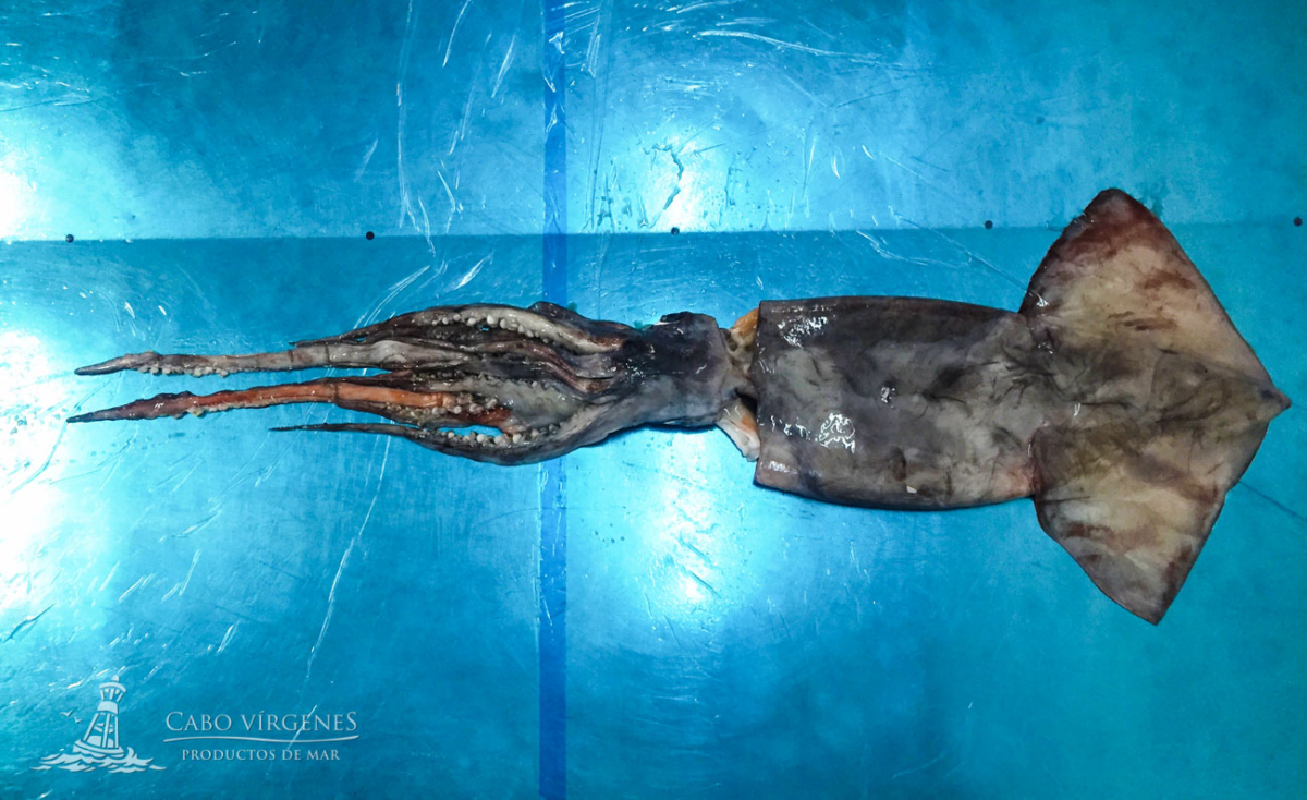 Pota de Perú, o potón del Pacífico - Cabo Vírgenes